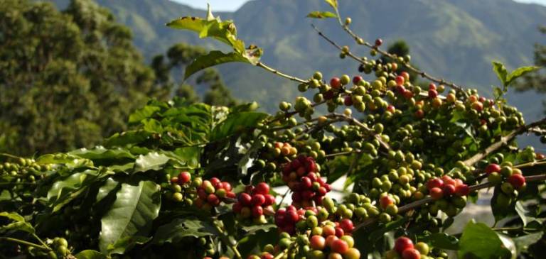 Vacation Ideas for Coffee Lovers – Family Travel Adventures LLC